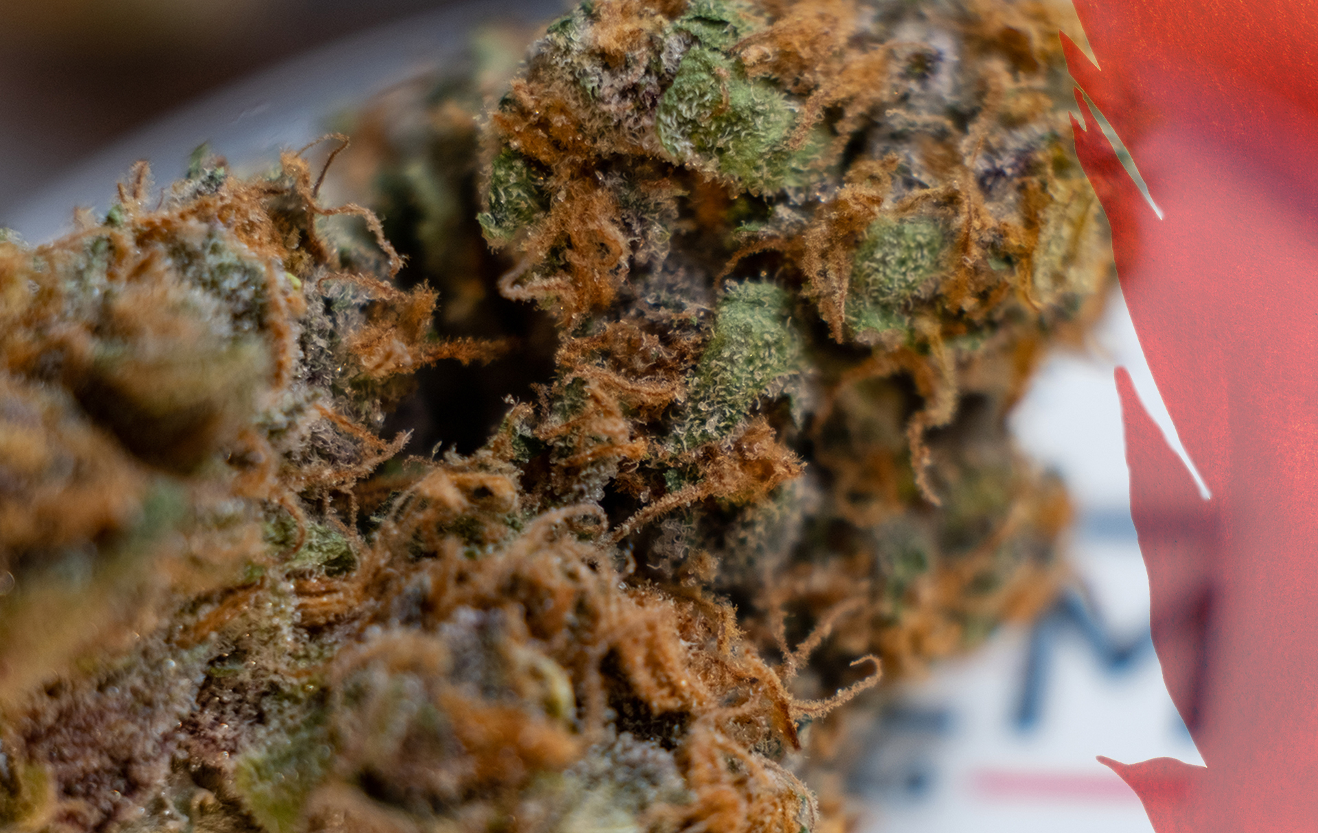 Strain Feature – Page 4 – Tokém Cannabis