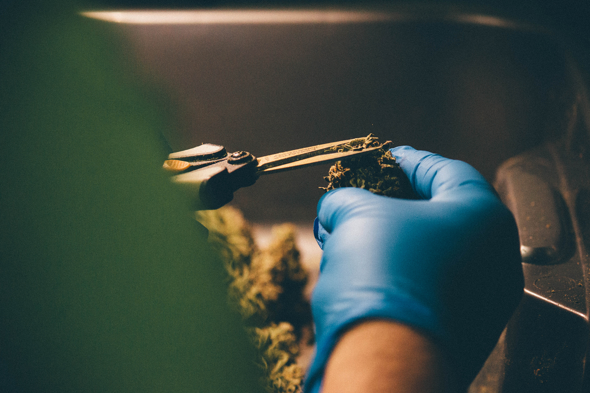 We are devoted to hand-trimming. - Tokém Cannabis